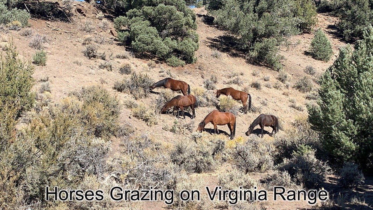 Wild Horses Grazing on Virginia Range - YouTube