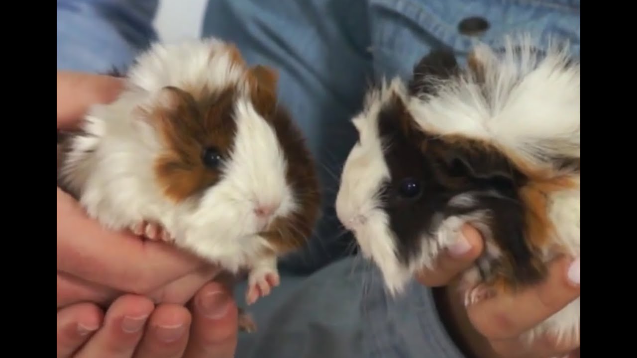 COBAYAS, CUYES, CUYOS - Las edades de las cobayas. Las diferentes ...