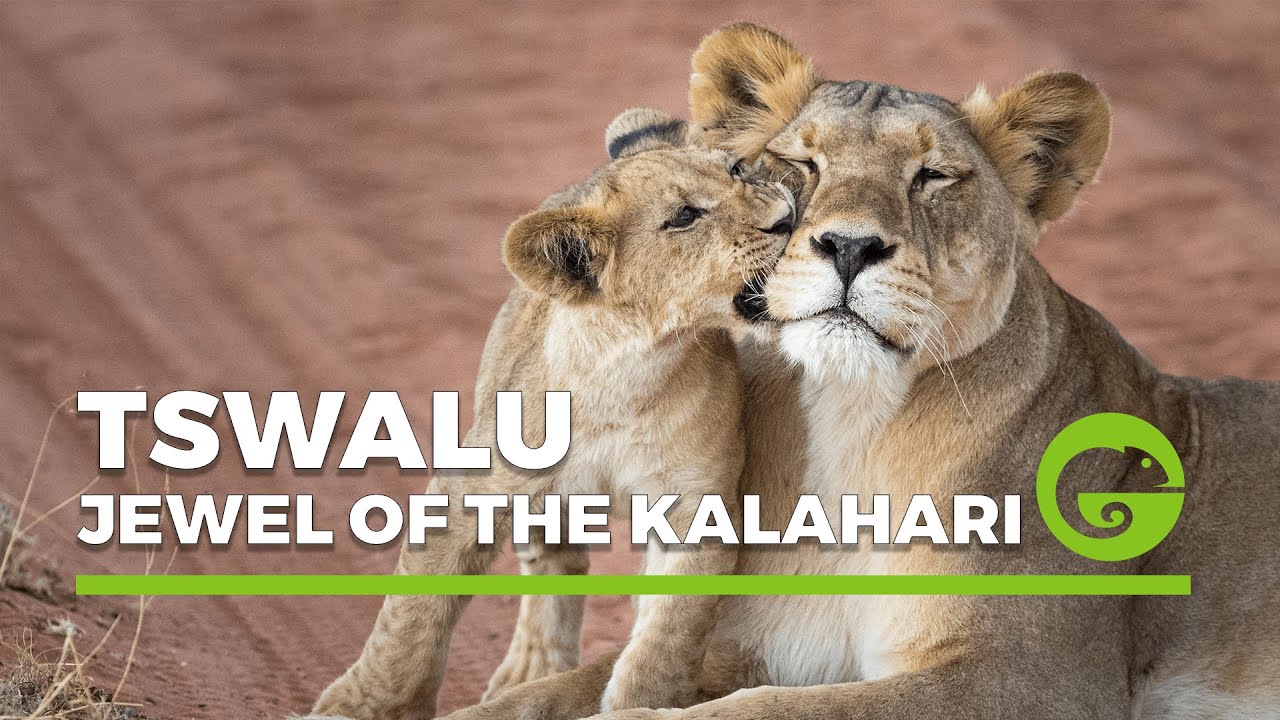 Tswalu – The Jewel of the Kalahari - YouTube