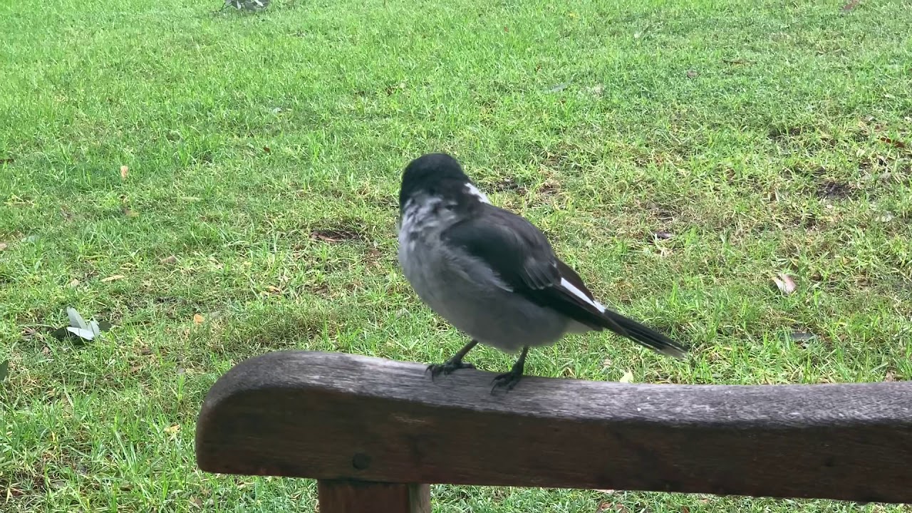 06/03/2020 Sydney botanical garden a bird is eating my biscuits. - YouTube