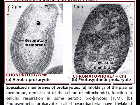 Prokaryotes-4: Details about the Cell Envelope and cytoplasm by JJS Sir ...