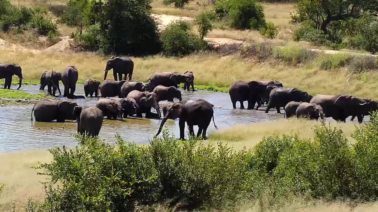 Djuma Private Game Reserve Live Stream - YouTube