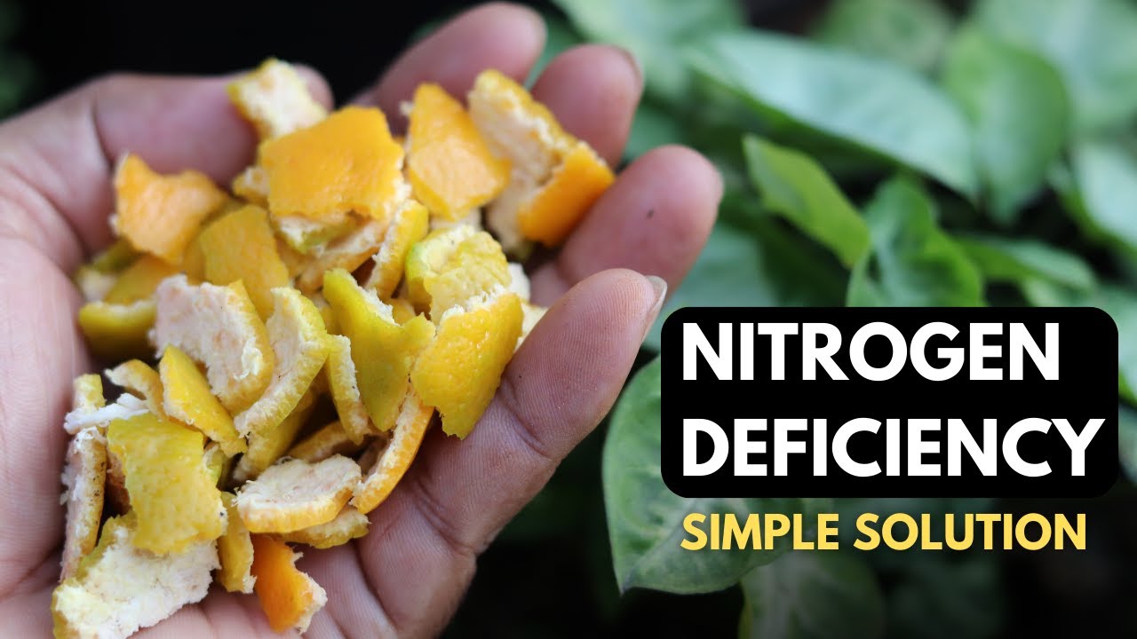 Dealing with Nitrogen Deficiency in Plants: Sign and Simple Solution ...