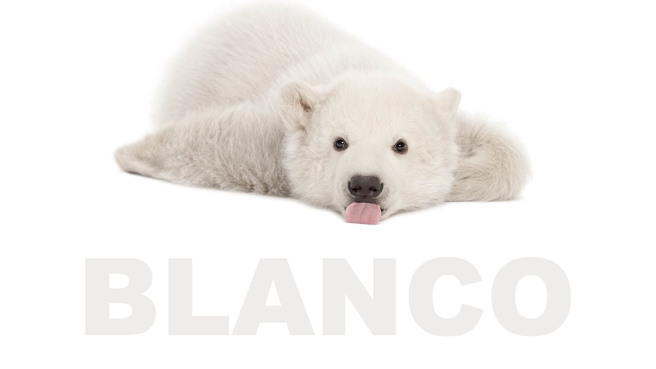 Blanco, aprende los colores, canción de colores - YouTube