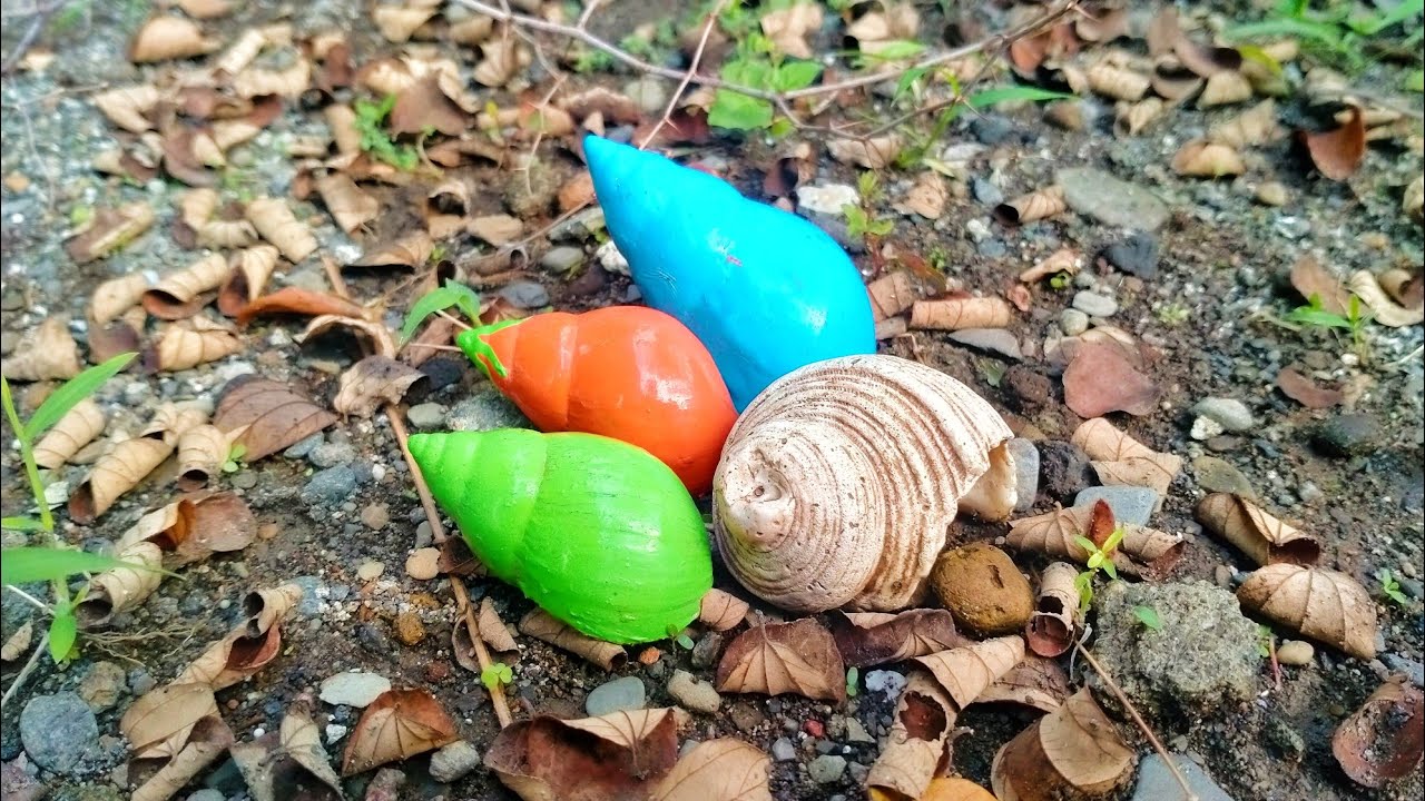 Menemukan siput pelangi didalam tanah 🌈 , ada siput turbo, siput jeruk ...