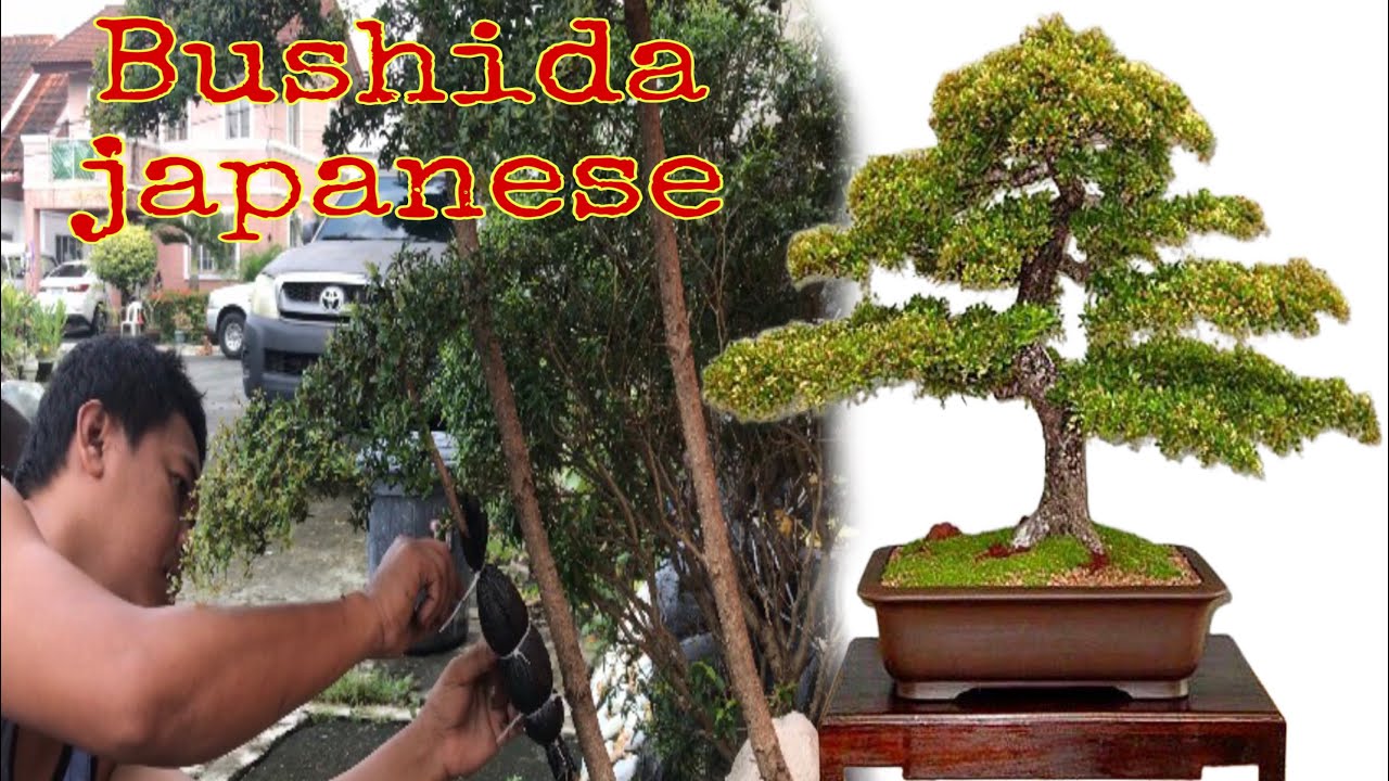 Bushida japanese marcotting | subukan natin magparami ng plants na ...