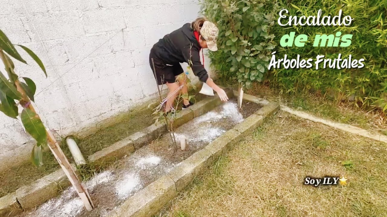Beneficios de ENCALAR los ÁRBOLES FRUTALES 🌳🍋🍊🍑🍌🍎 - YouTube