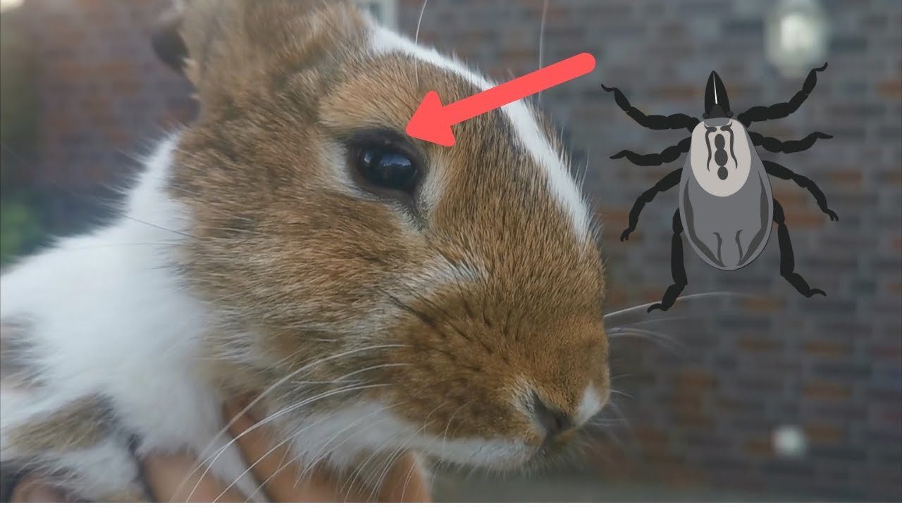 Removing the parasite tick from rabbit - YouTube