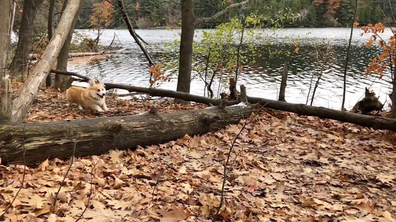 Angus the Corgi jumping over an equestrian type of obstacle - YouTube