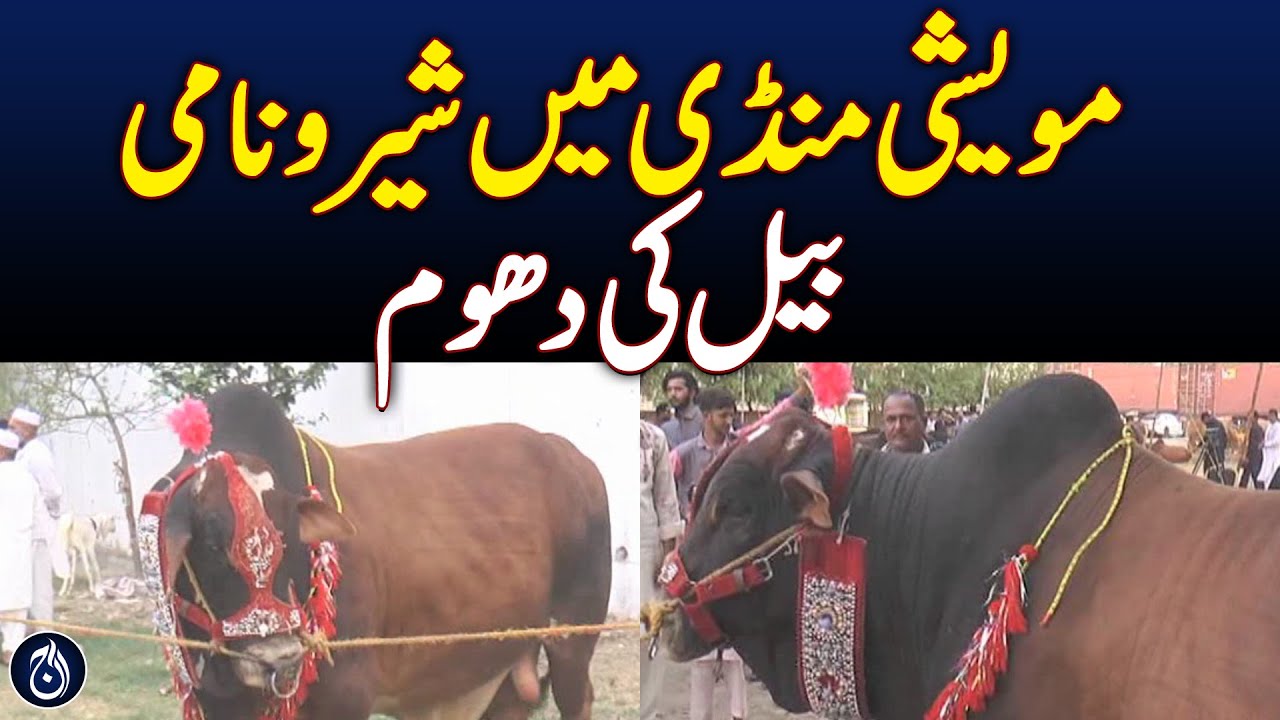 Sheroo the Sahiwal Bull Steals Spotlight in Gujranwala - Aaj News - YouTube