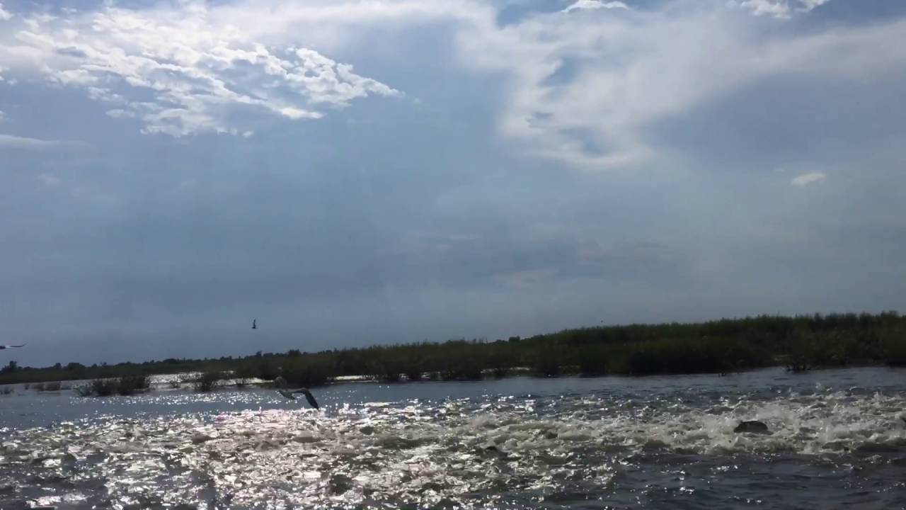 Red fish jubilee! - YouTube