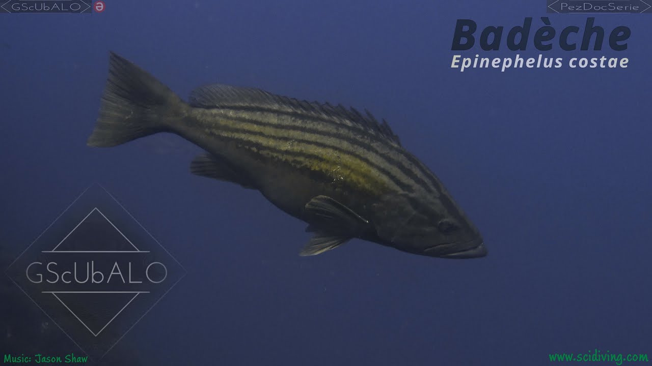 Mérou Badèche #GScUbALO #PezDocSerie - YouTube