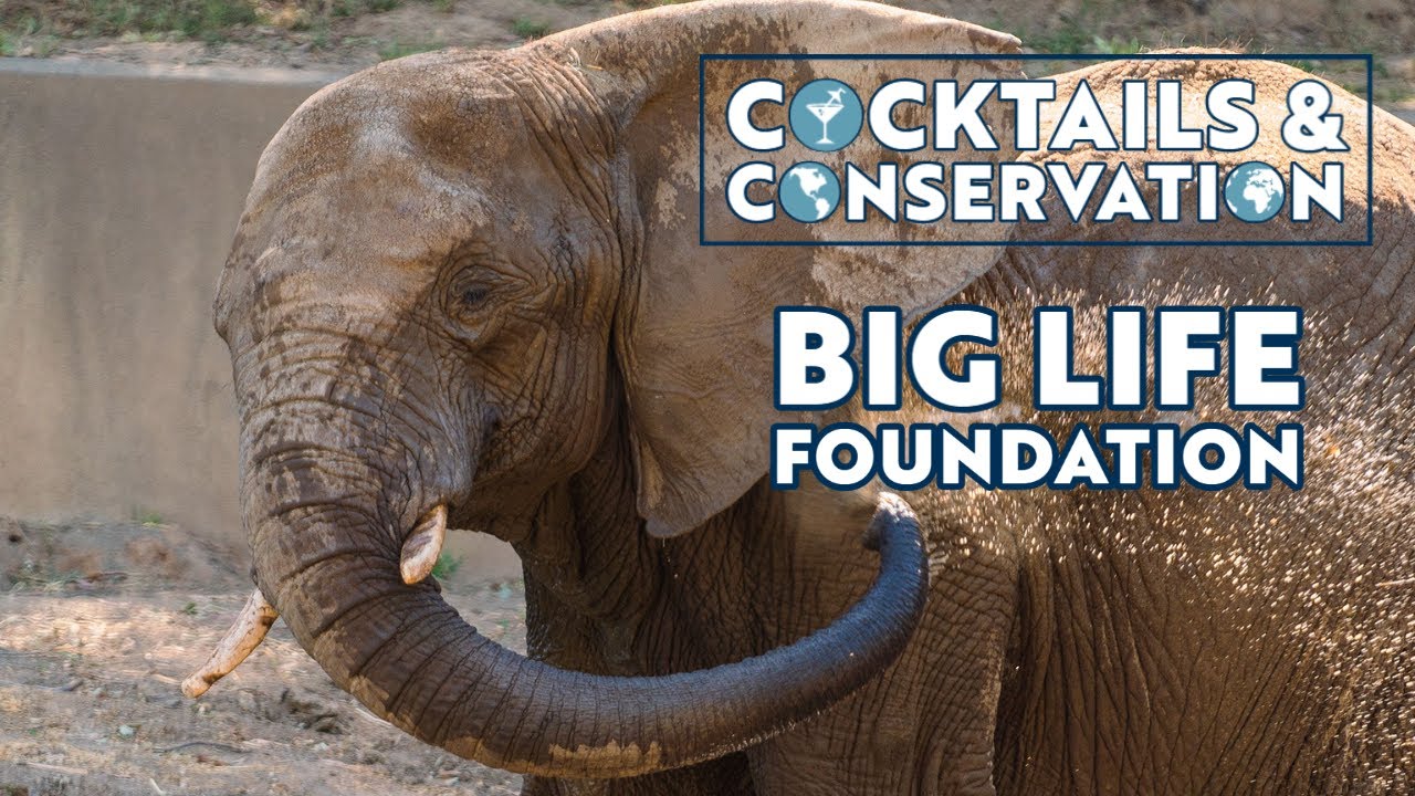 Cocktails & Conservation: Big Life African Wildlife Protection - YouTube