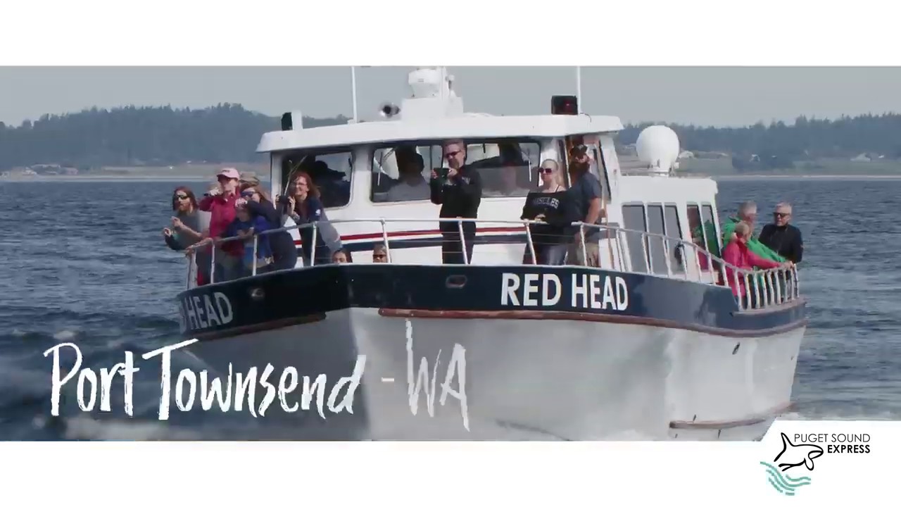 Whale Watching with Puget Sound Express - YouTube