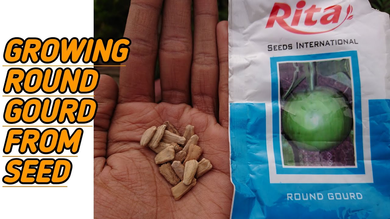 Round Gourd | Ghiya Kaddu | Kaddu shareef | How to Grow Round Gourd ...