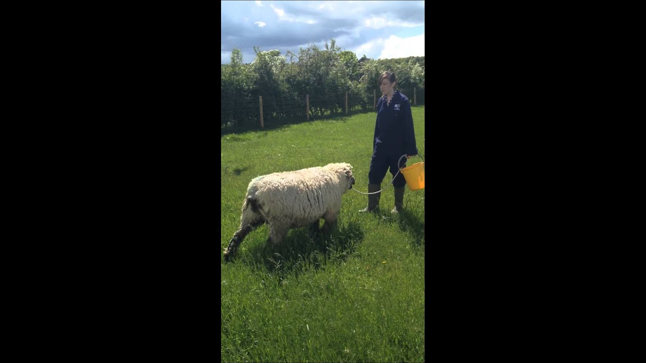 Oxford down sheep halter training (6) - YouTube