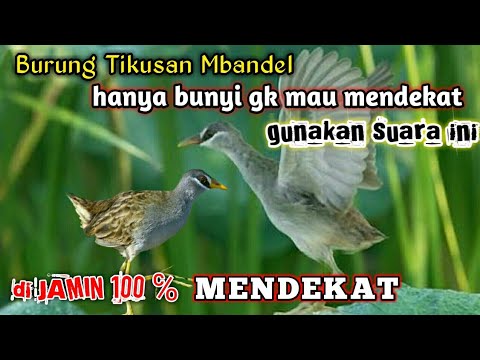 suara pikat burung Tikusan Ampuh di semua tempat