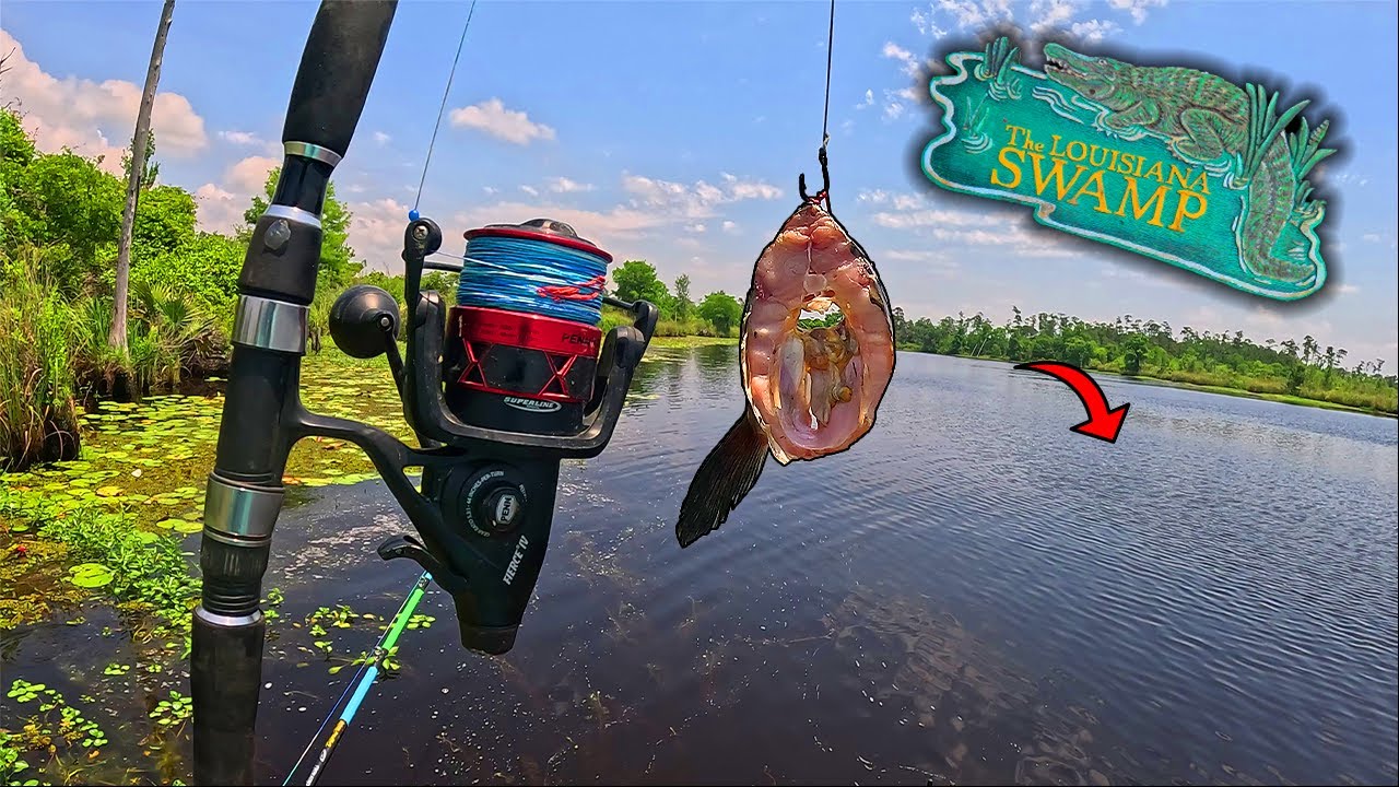 Fishing DEEP In The SWAMP With CUT CARP! (this is why you never give up ...