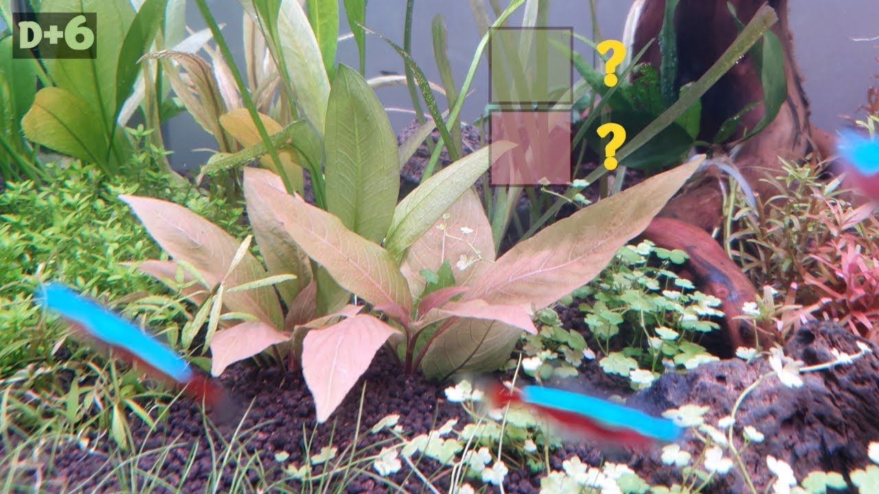 Red water plants have appeared in the green zone [Green zone 1-6 days ...