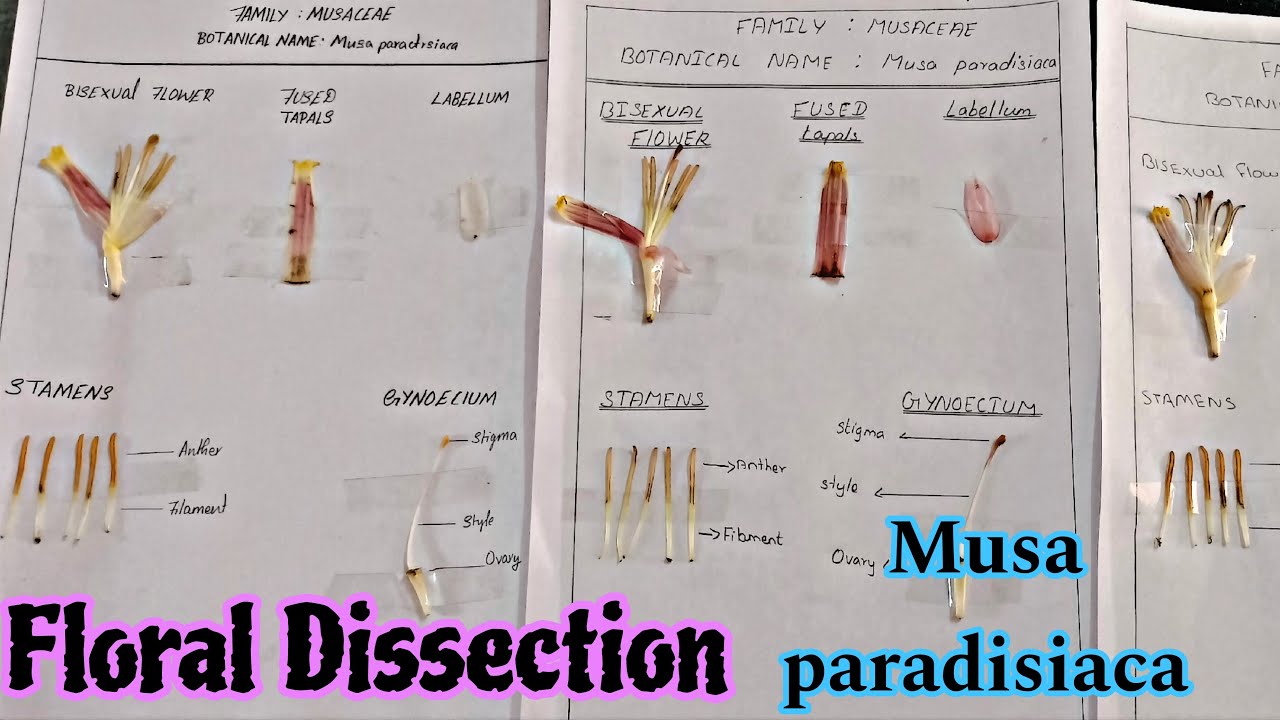 Floral Dissection of Musa paradisiaca மலரின் பாகங்களை பிரித்து தனிமைப்படுத்துதல் - YouTube