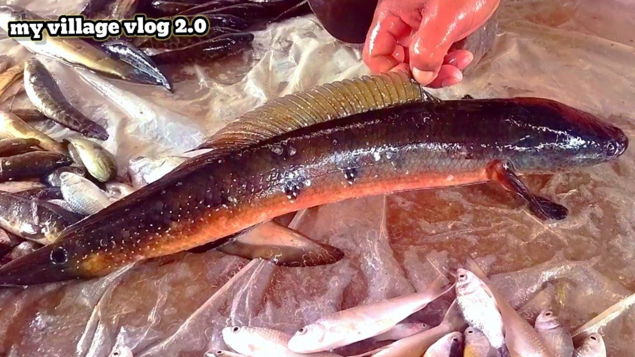 A Big soal fish cutting.akta unnoto dhoroner mach kata.@myvillagevlog2 ...