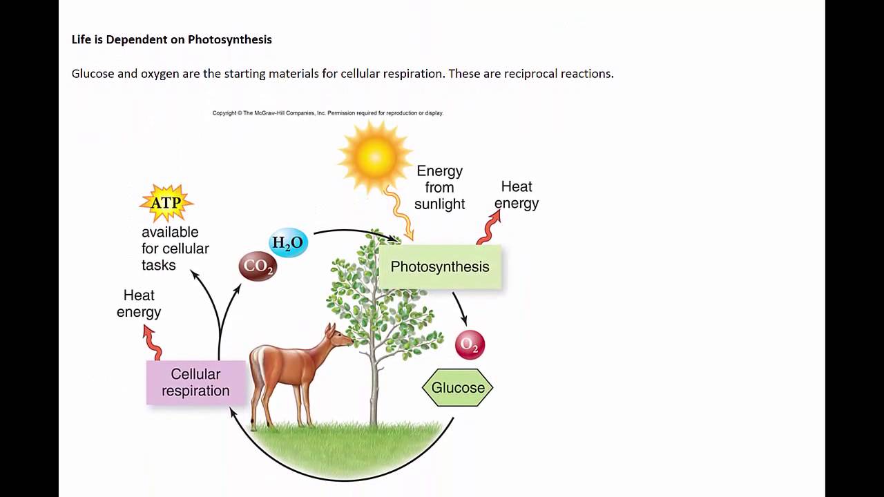 Photosynthesis intro - YouTube
