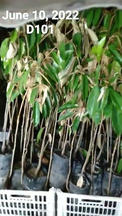 d101 and puyat durian seedlings durian farm - YouTube