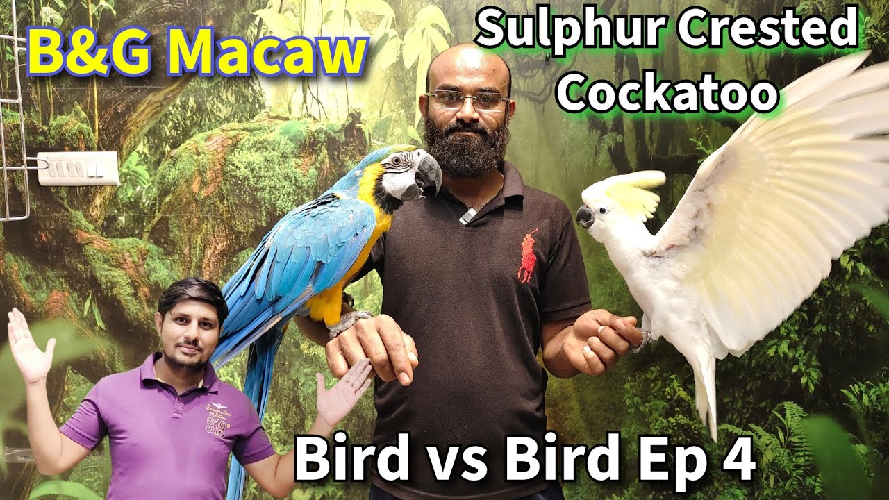 Blue and Gold Macaw vs Sulphur Crested Cockatoo | Bird vs Bird Ep 4 ...