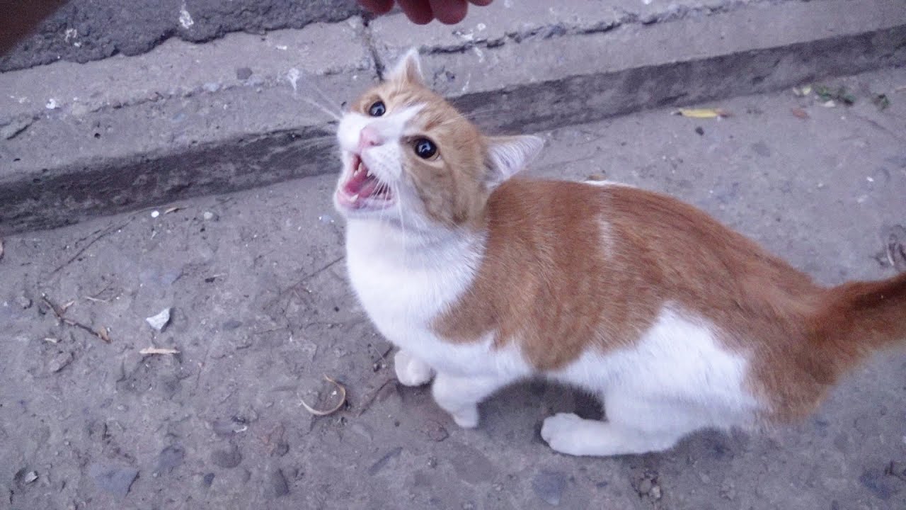 Why Does This Cat REFUSE to Eat Anywhere Else? - YouTube