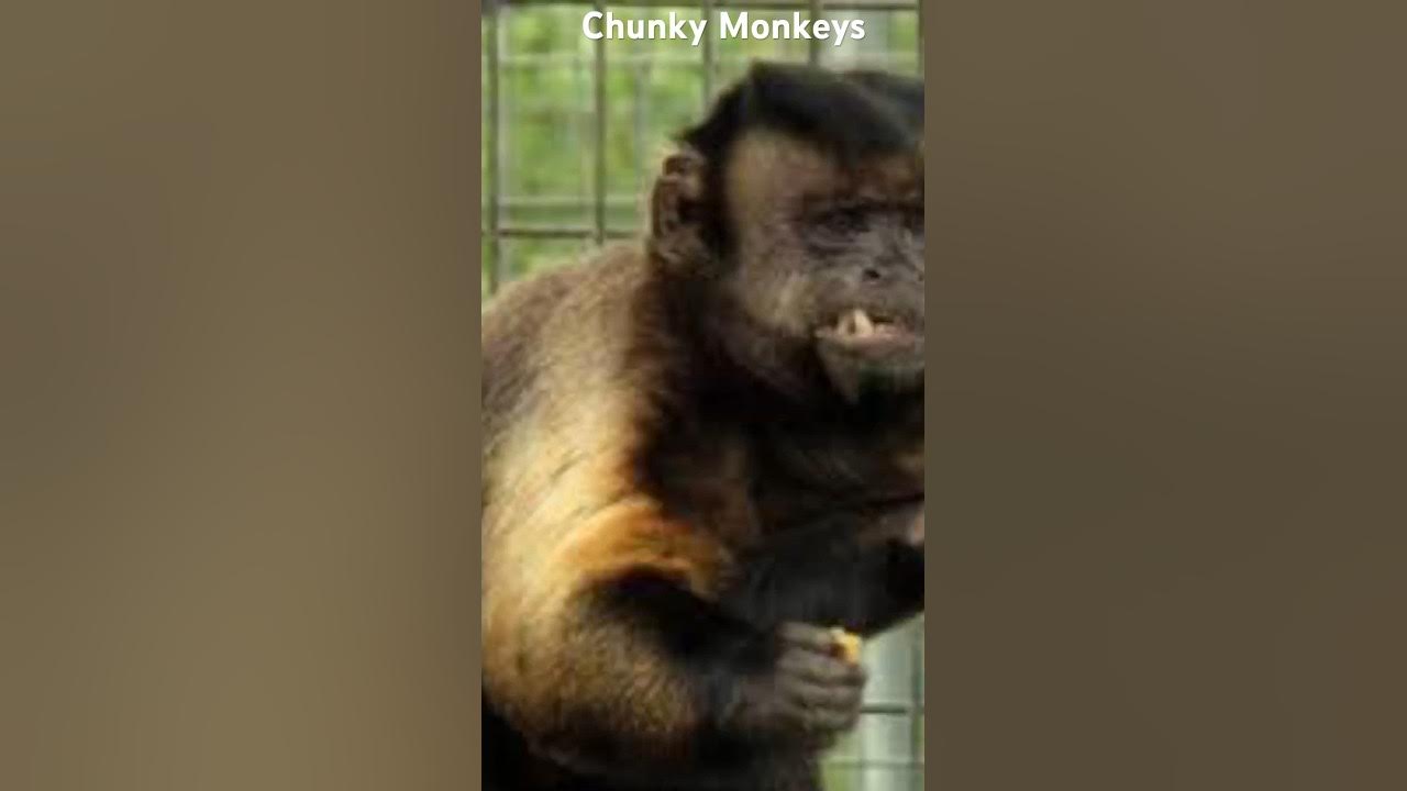 Just some Chunky Monkeys - YouTube