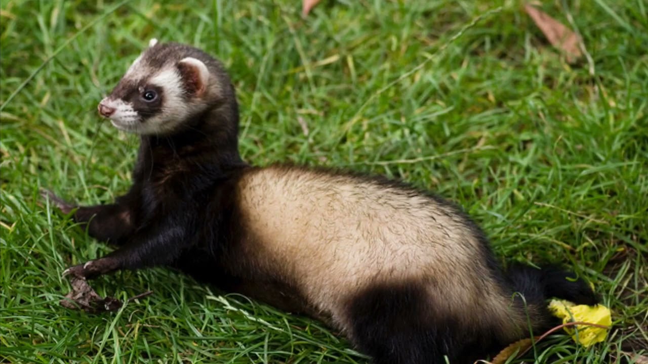 critter sounds - YouTube