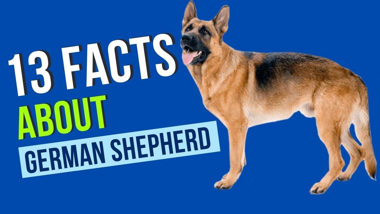 13 Jolly Facts About German Shepherds | German shepherds facts |German ...