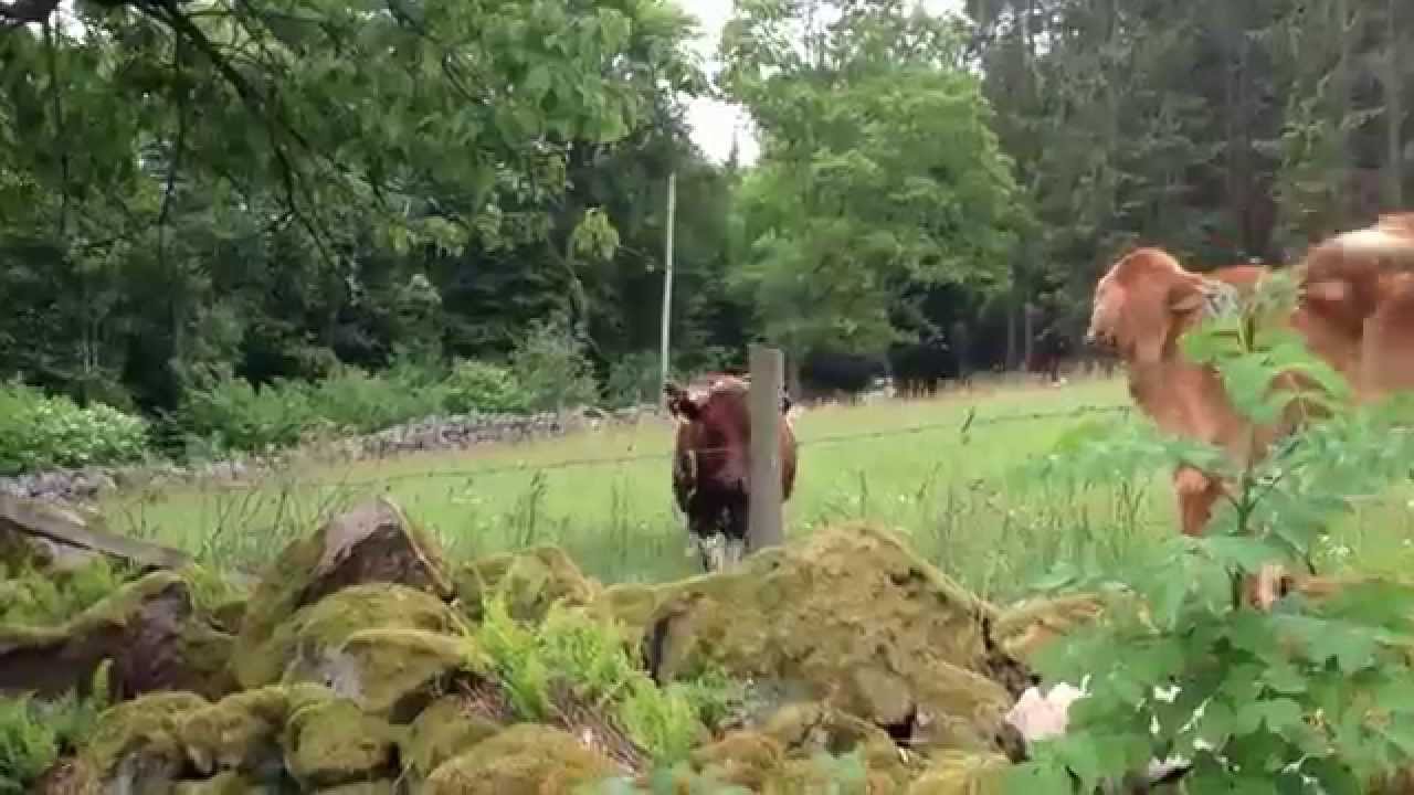 Dog and cow in love! - YouTube