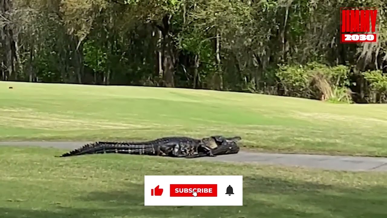 Alligator eats love rival on golf course - YouTube