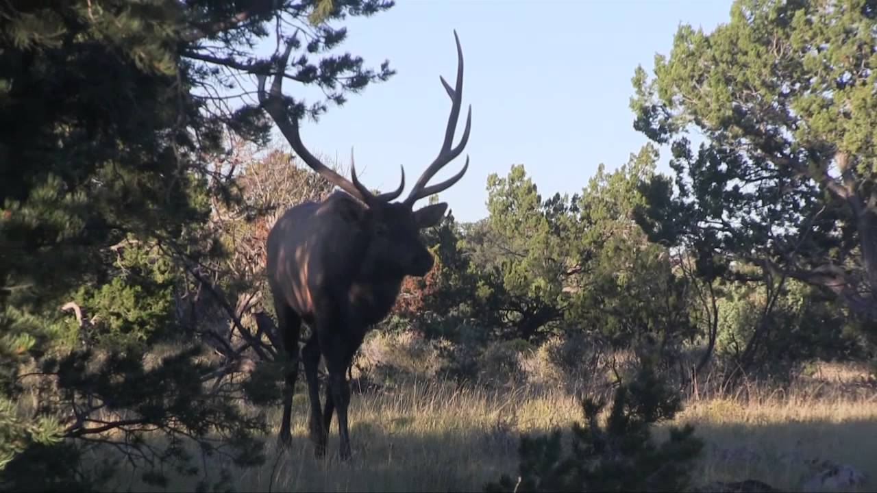 AZ Bull Elk Up Close - YouTube