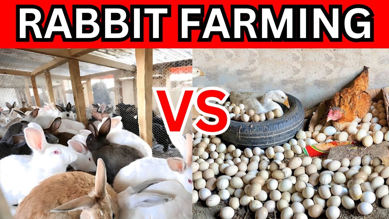 The shocking truth: Rabbit farming vs chicken farming - YouTube