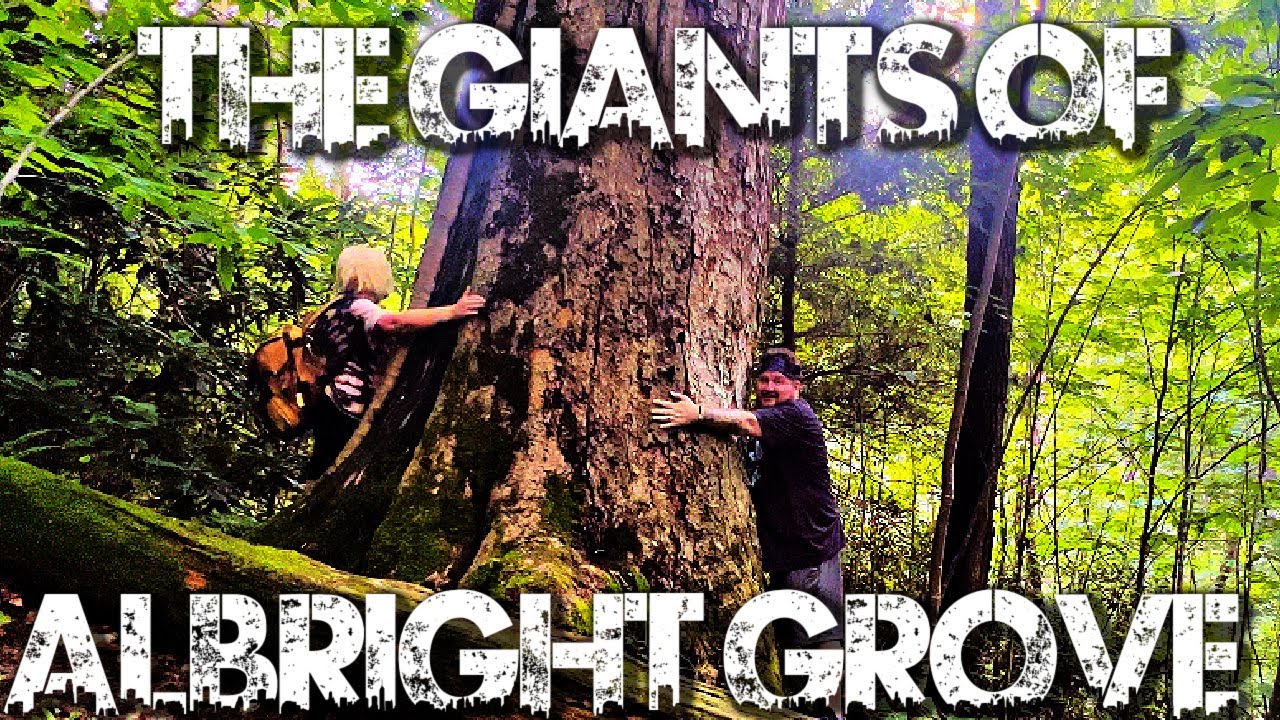 THE LARGEST TREES IN THE EAST Albright Grove Via Maddron Bald Trail ...