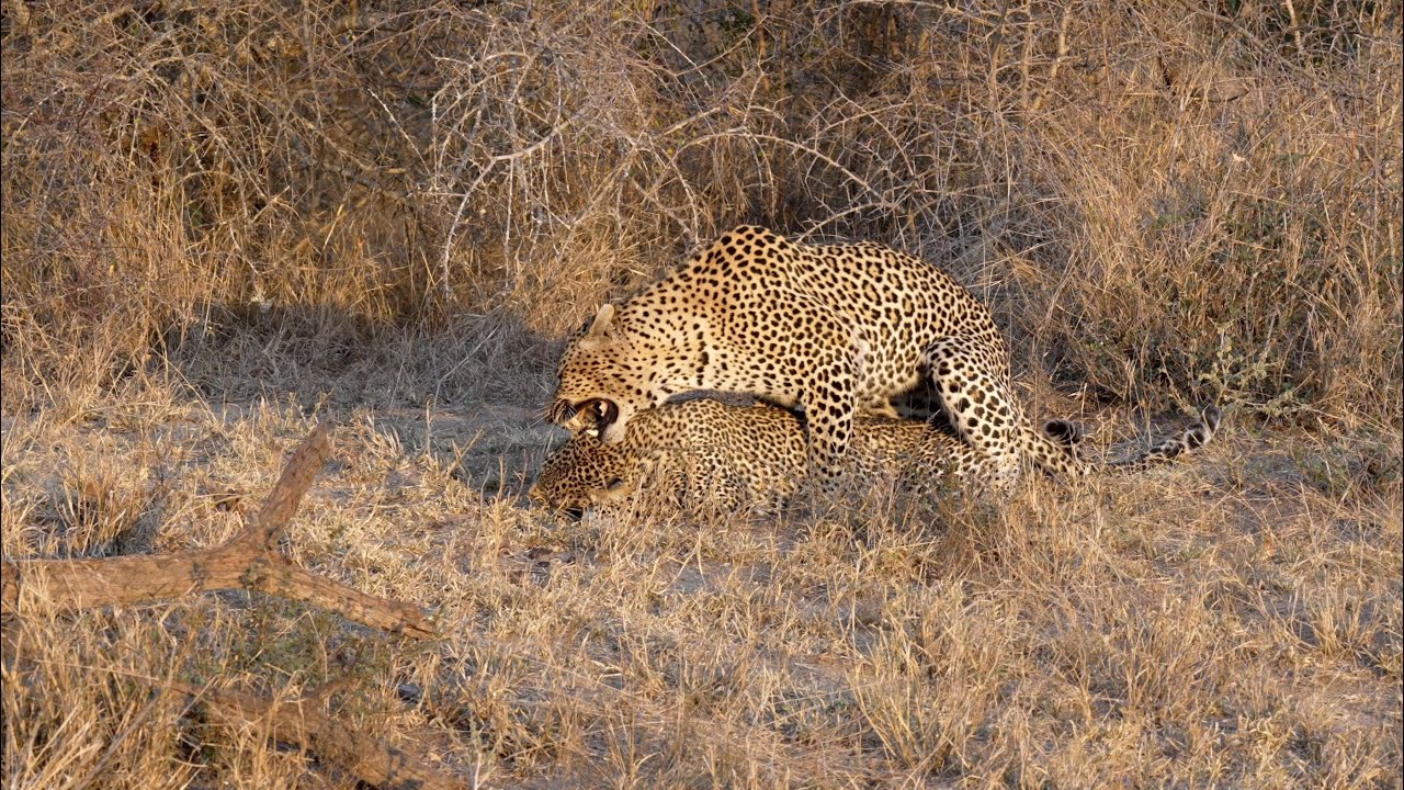 A pair of mating leopards - YouTube