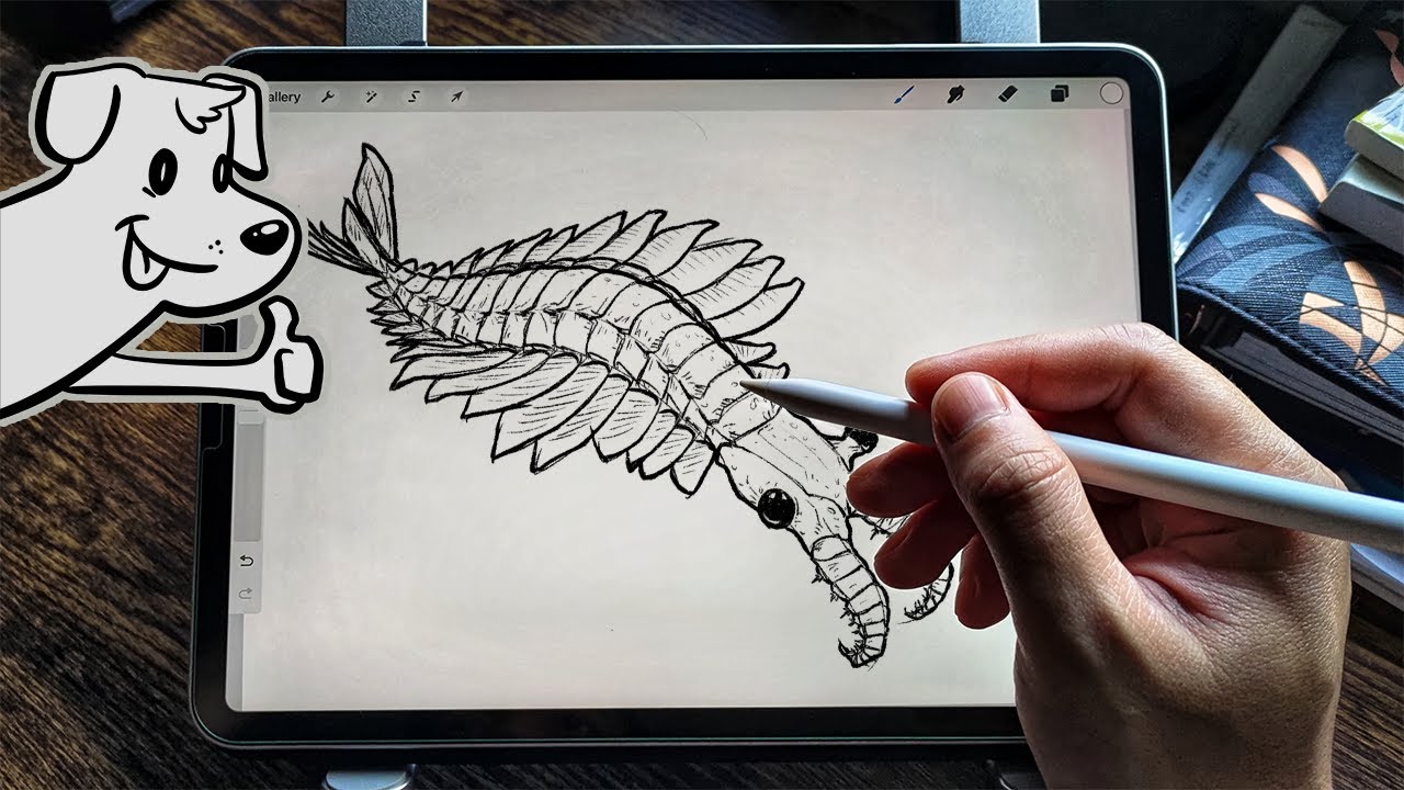 How to draw Anomalocaris the “Abnormal Shrimp” 🦐 - YouTube