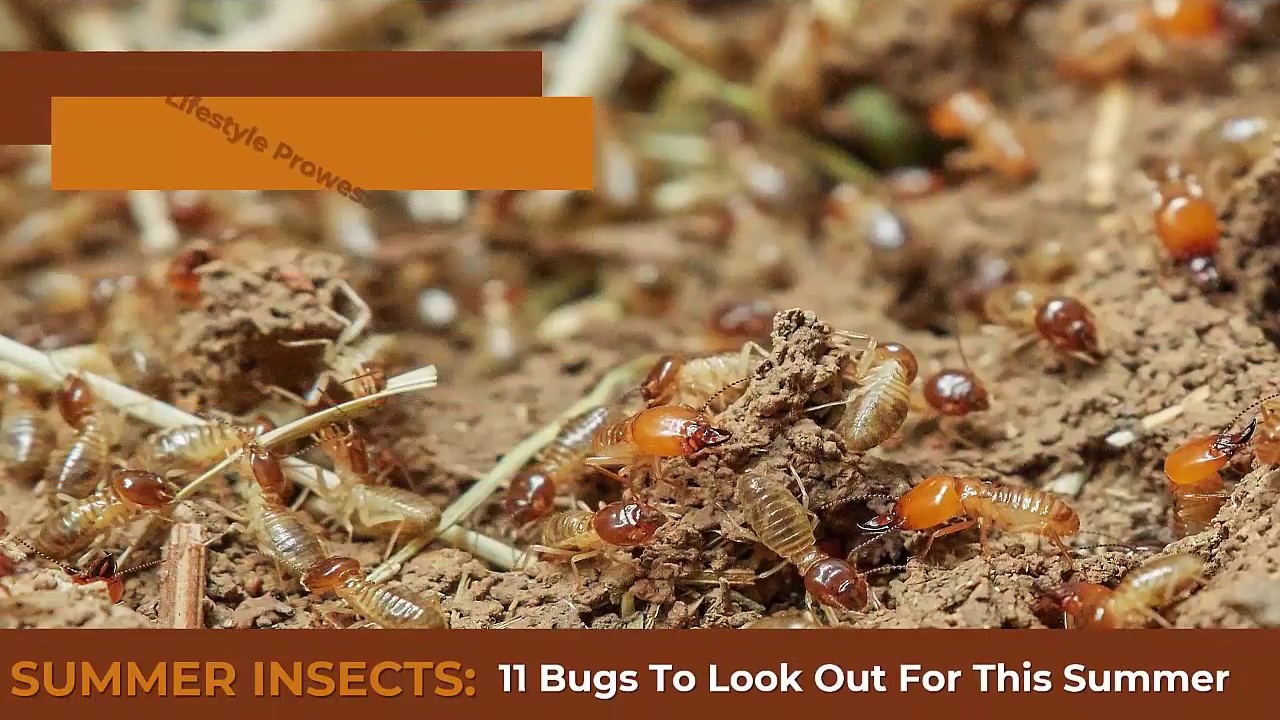 Summer Insects: Summer Is Around the Corner and So Are These 11 Summer ...