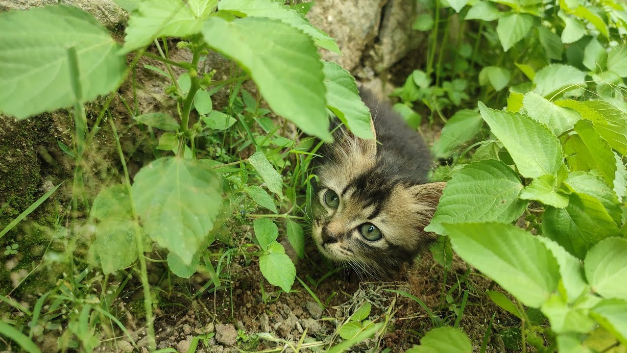 KUCING BERMAIN DI HALAMAN RUMAH#cat #kitten - YouTube