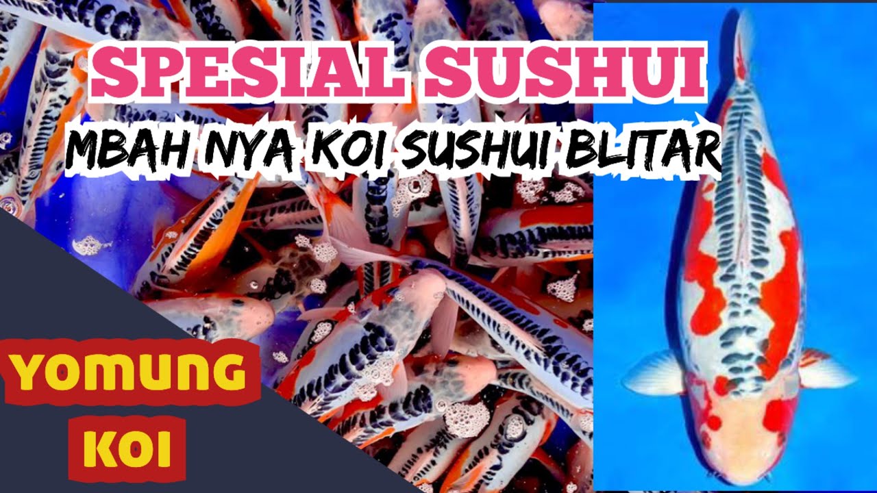 Spesial F1 hanna susui yomung koi blitar - YouTube