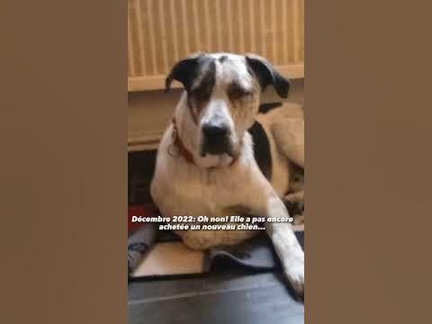 Mon petit chien d'amour 🙈💕 - YouTube