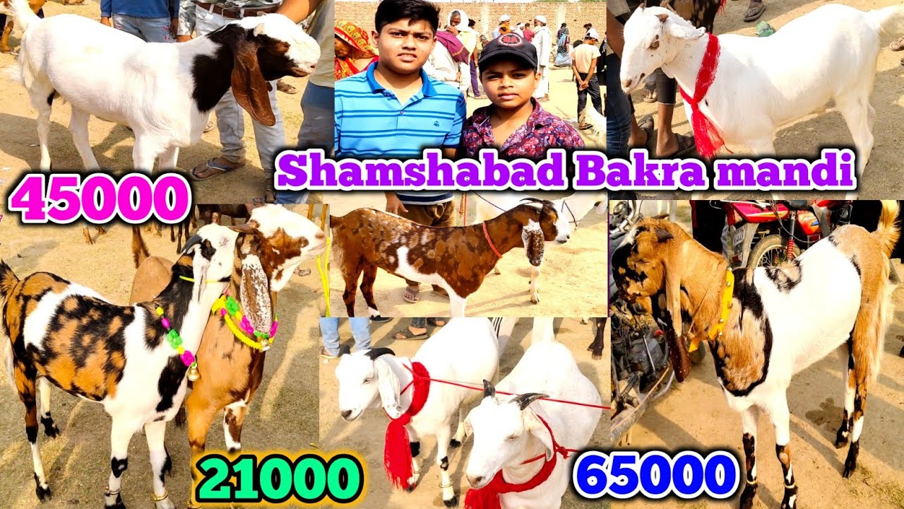 Shamshabad bakra mandi 2024 eid qurbani 45000 65000 21000 May 21 2024 ...