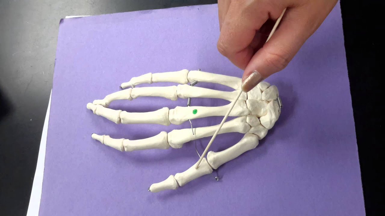 Right Hand Anterior View - YouTube