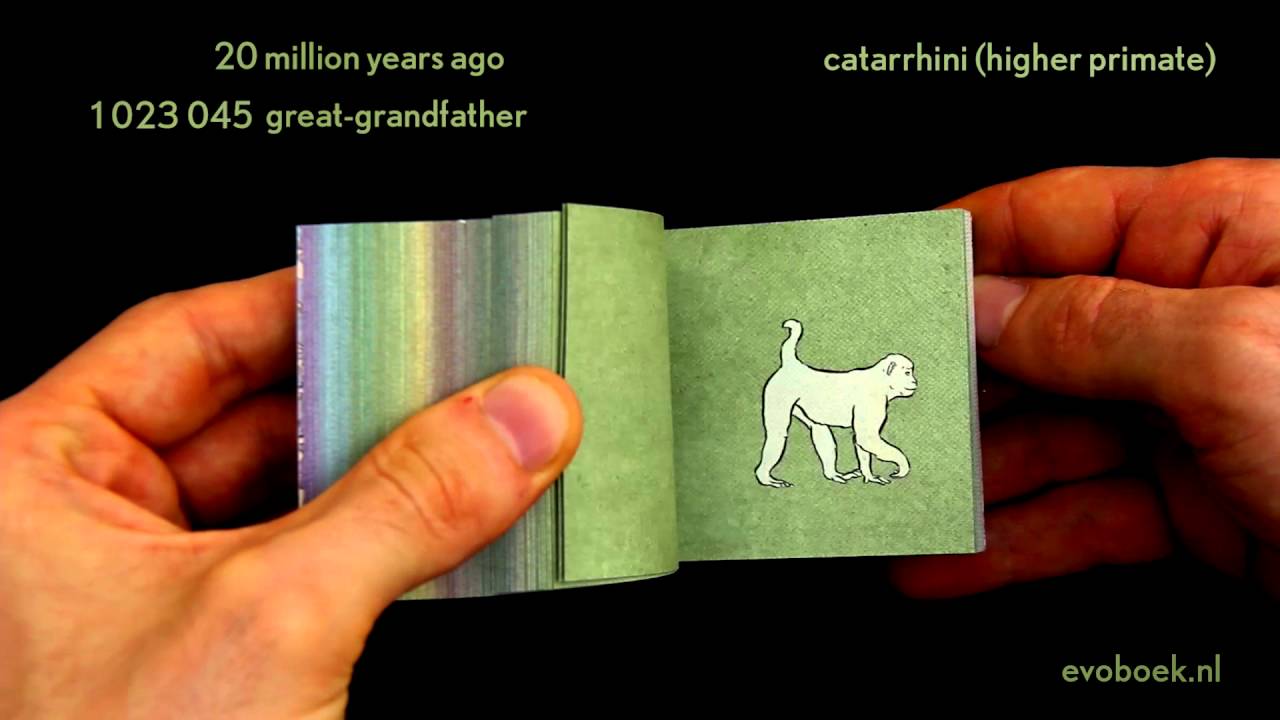 550 million years of human evolution flipbook - YouTube