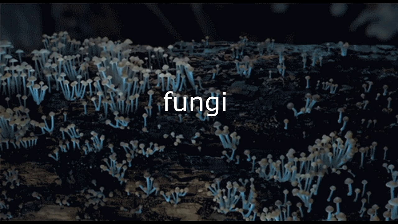 CC cycle 1 week 2 Science - YouTube