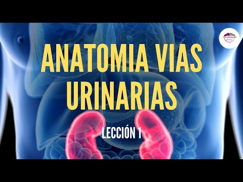 ANATOMIA VIAS URINARIAS - YouTube