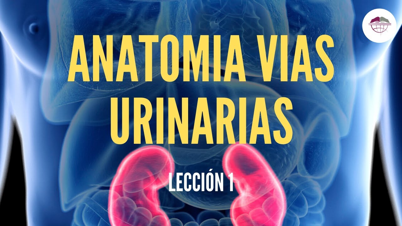 1. ANATOMIA VIAS URINARIAS (FISIOLOGÍA DEL SISTEMA RENAL) - YouTube