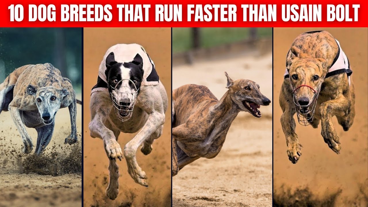 Top 10 Dog Breeds That Run Faster than Usain Bolt - YouTube